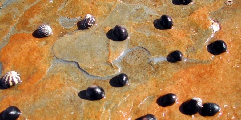 Rock pools near the North Shore (and what's inside!) | North Shore Mums