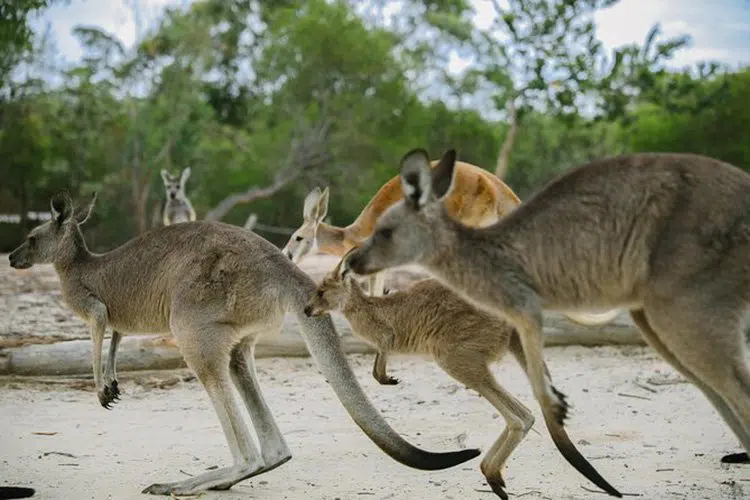 Australian animals Sydney | Seven wildlife parks to visit in NSW
