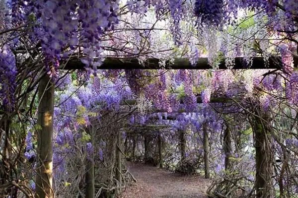 Jacaranda trees on the North Shore | North Shore Mums