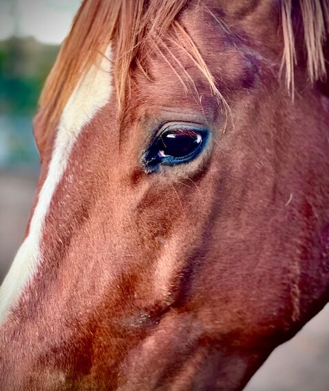 The Barn at Nguuruu - luxury self-contained farm-stay accommodation ...